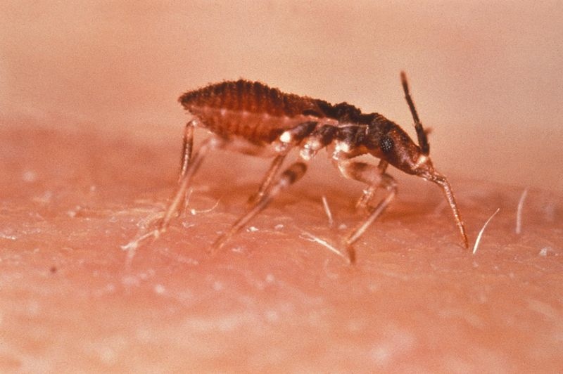 Casal morre depois de ingerir açaí e contrair Doença de Chagas - Jornal ...